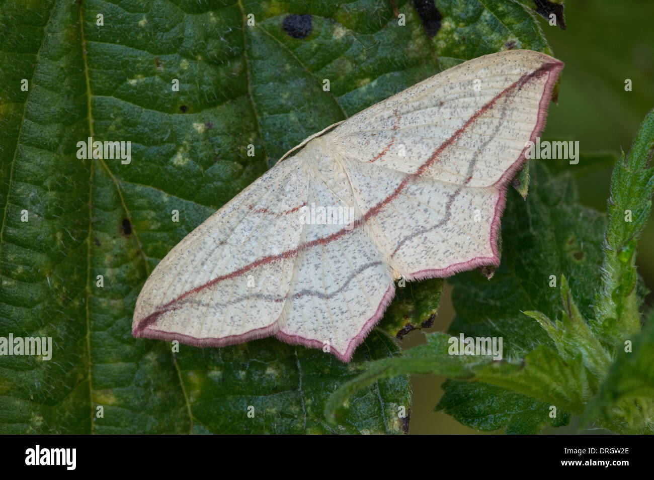 Blood vein moth (Timandra comae) resting on the leaf Preston Montford ...