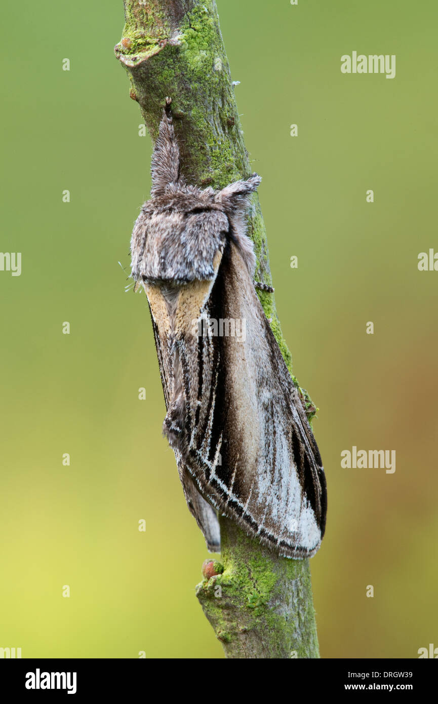 Prominent moths hi-res stock photography and images - Alamy