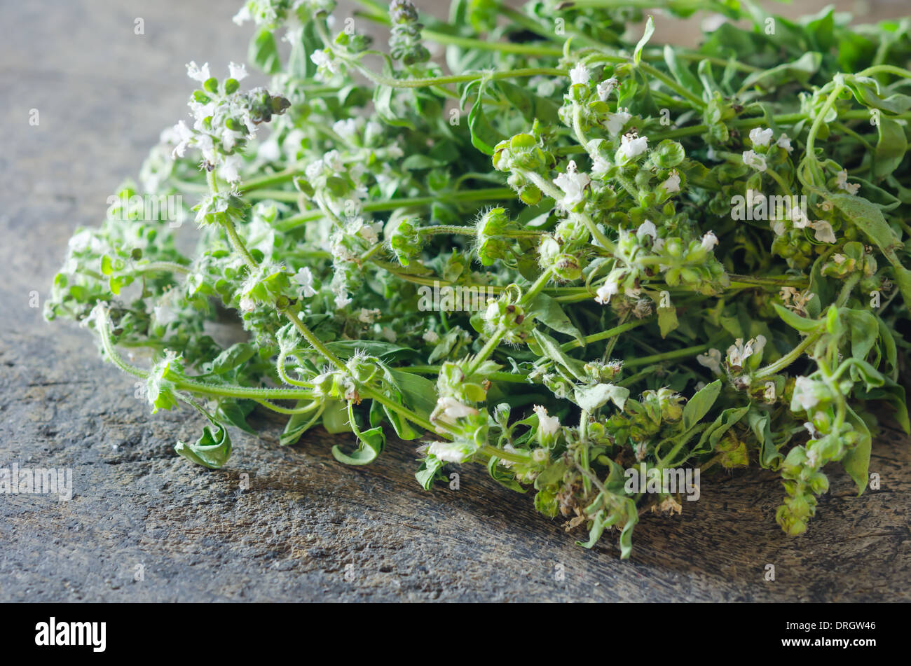 Basil green hi-res stock photography and images - Alamy