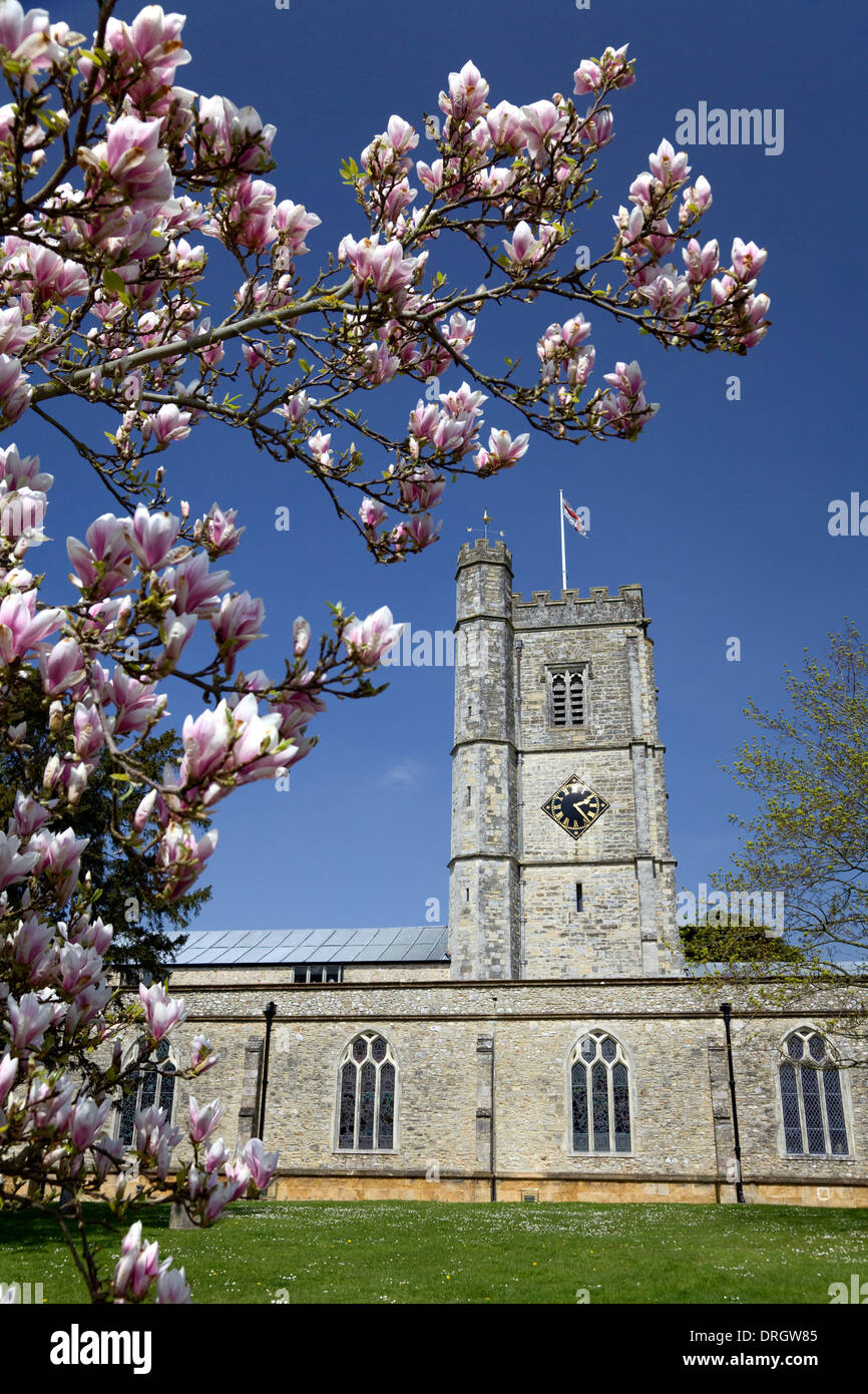 Minster Church of St Mary the Virgin with magnolia blossom, Axminster ...