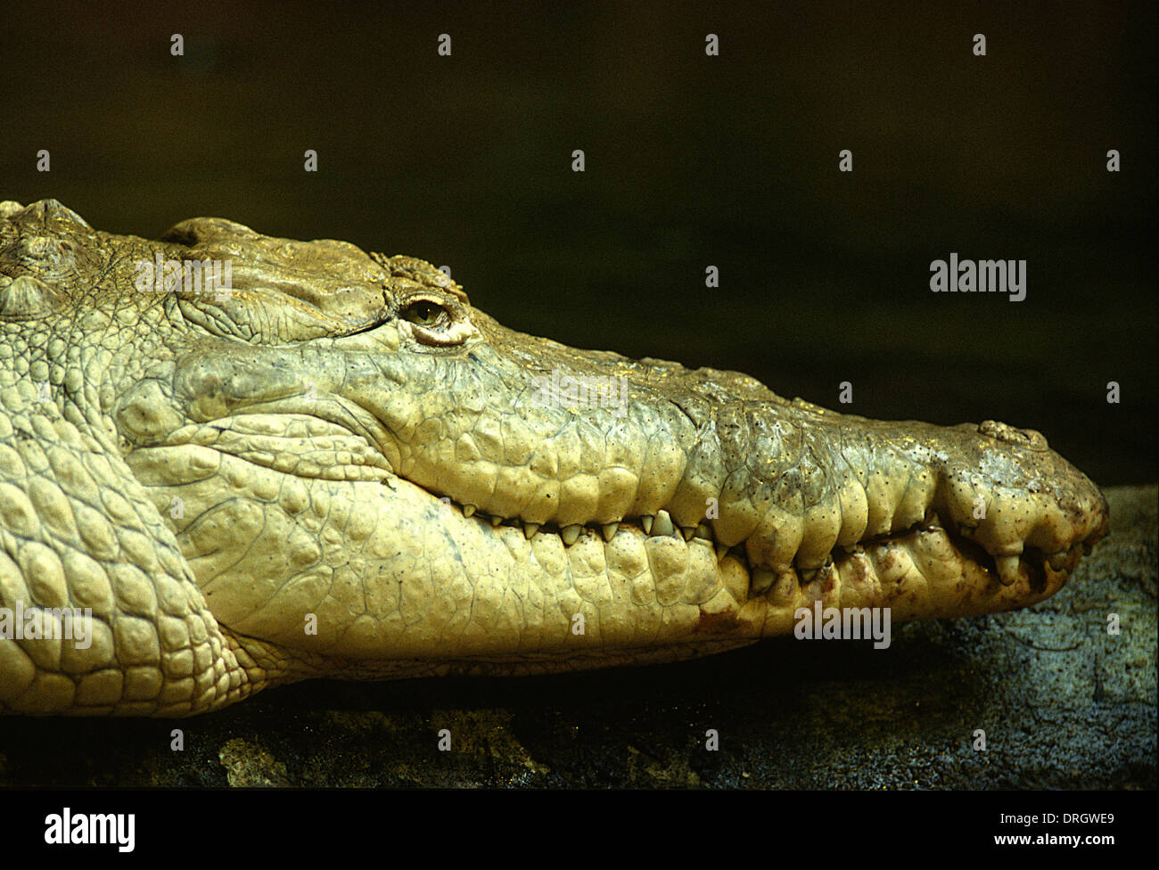 American crocodile Crocodylus acutus, Crocodylidae, South and Central ...