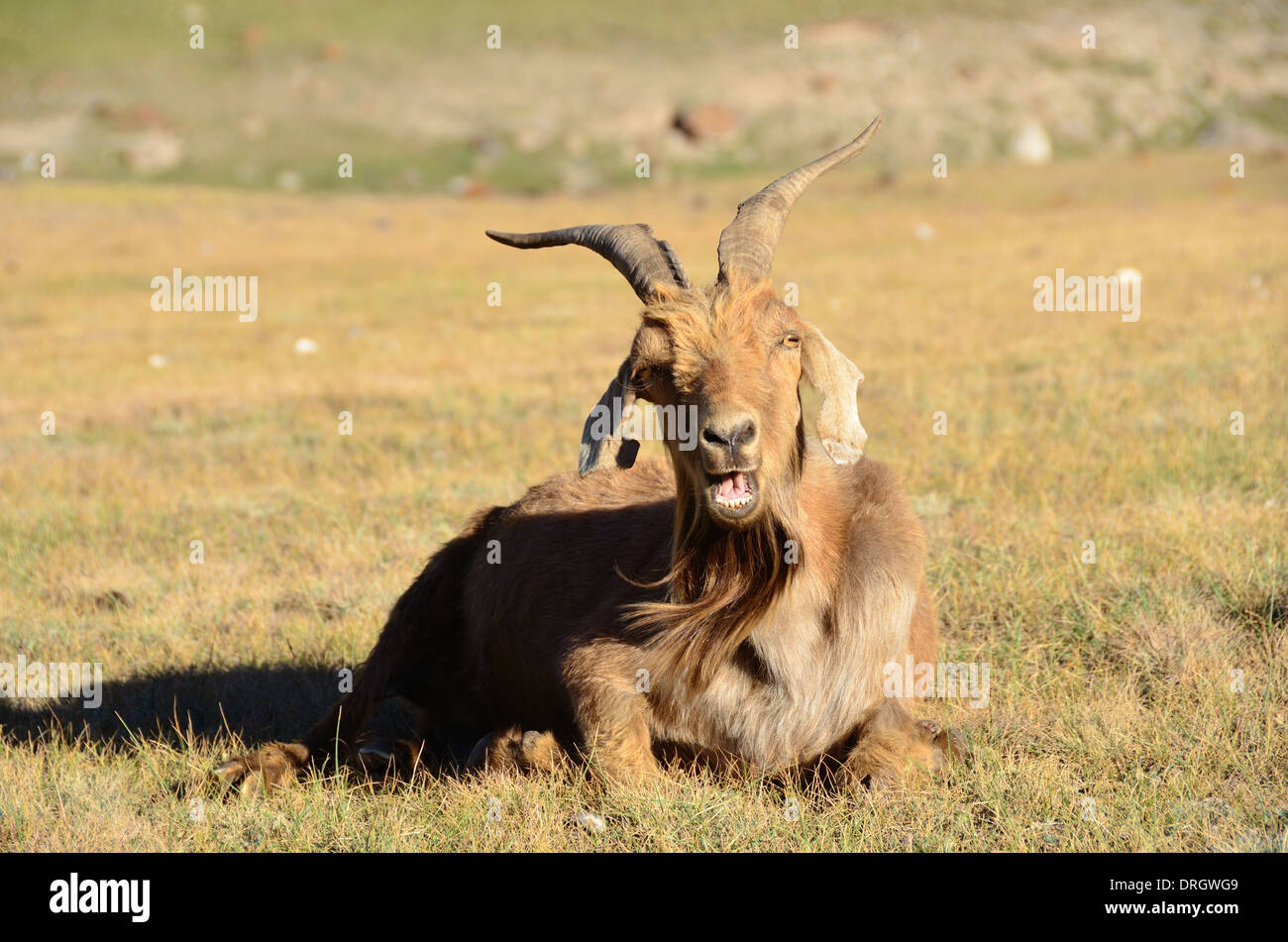 Goat camp hi-res stock photography and images - Alamy