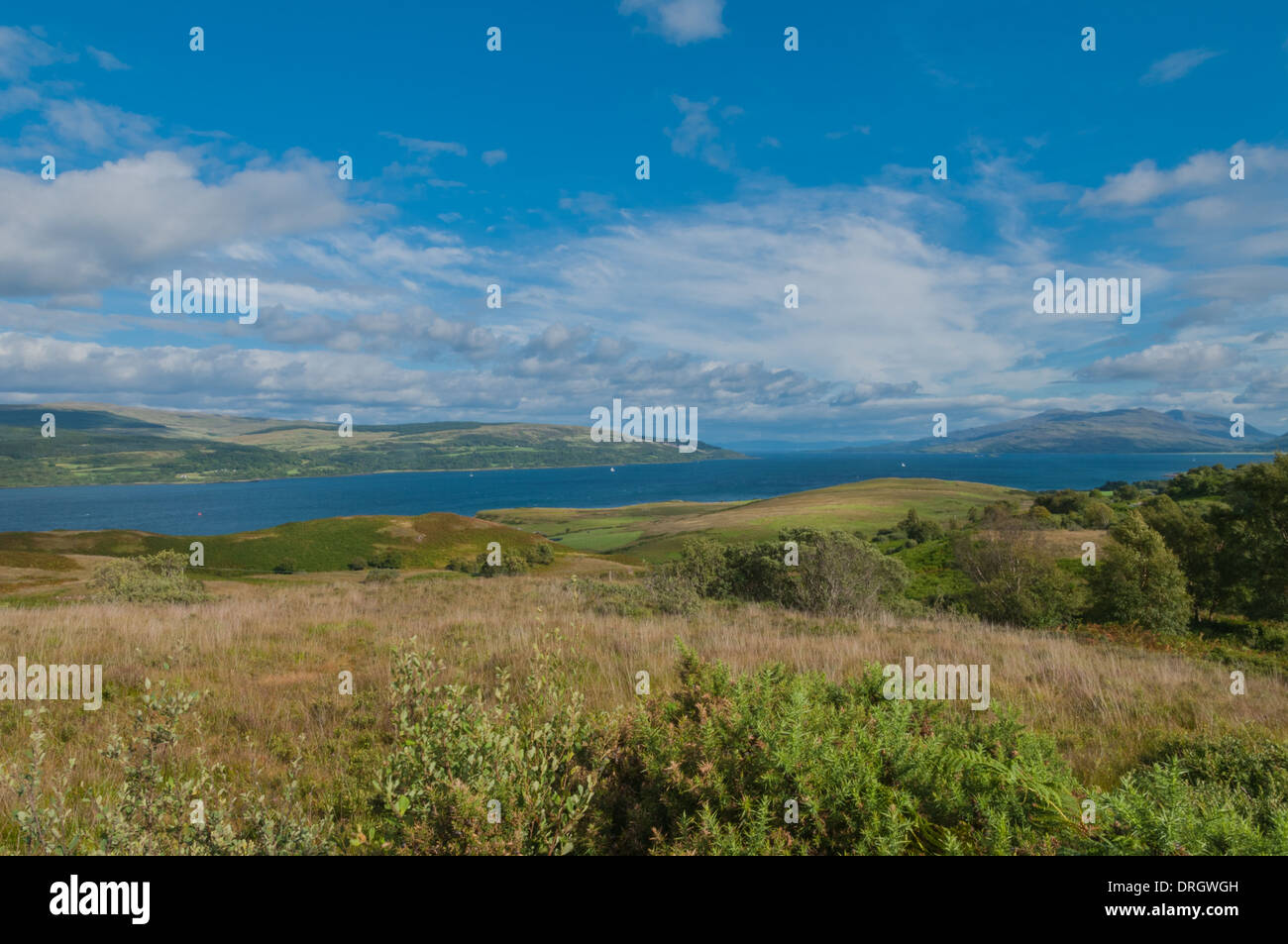 Isle of mull trees hi-res stock photography and images - Alamy