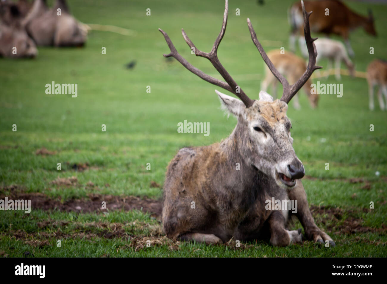 A stag and deer in a field Stock Photo - Alamy
