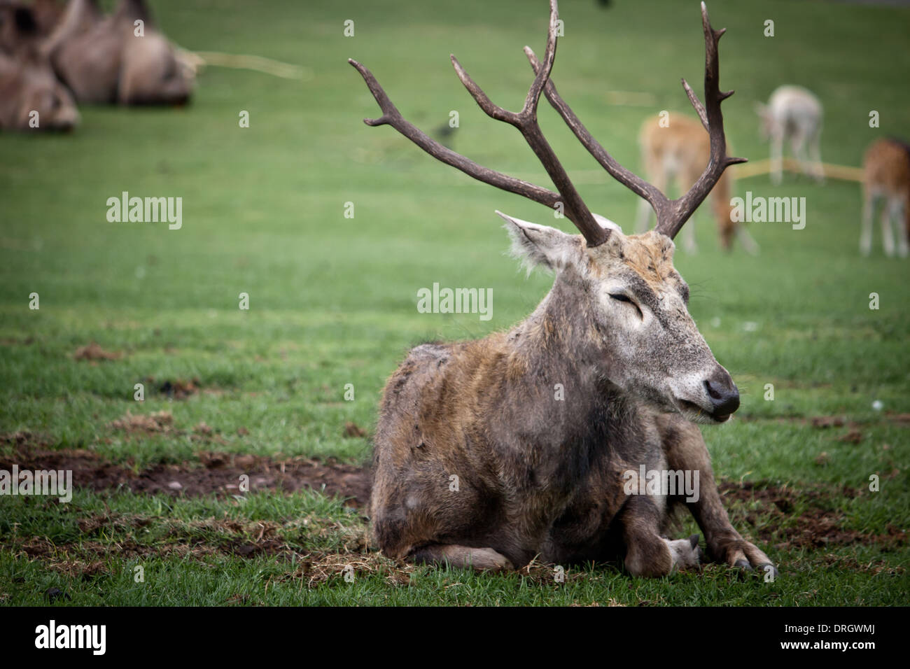 Stag laying down hi-res stock photography and images - Alamy