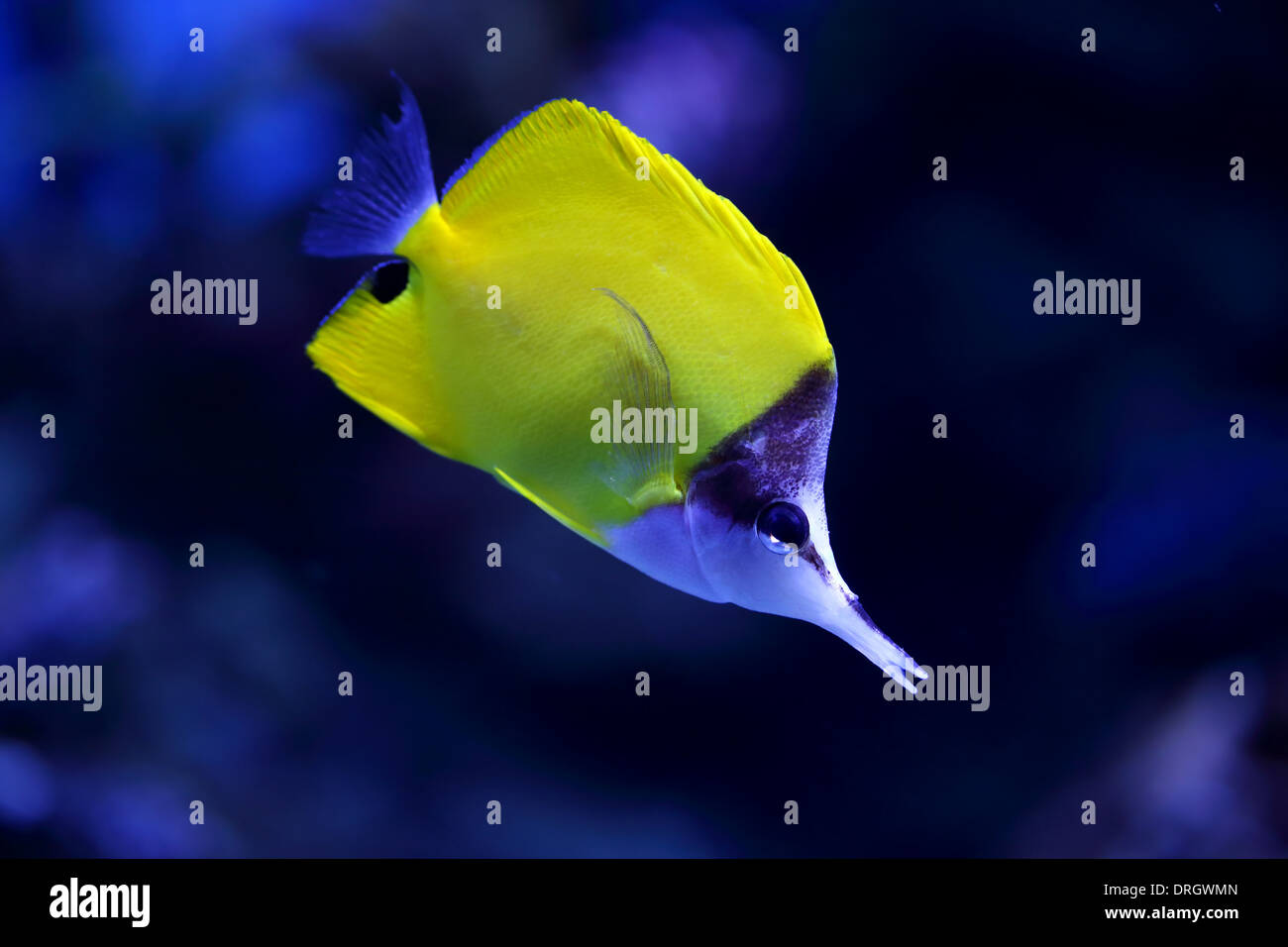 yellow tropical fish swims in aquarium Stock Photo - Alamy