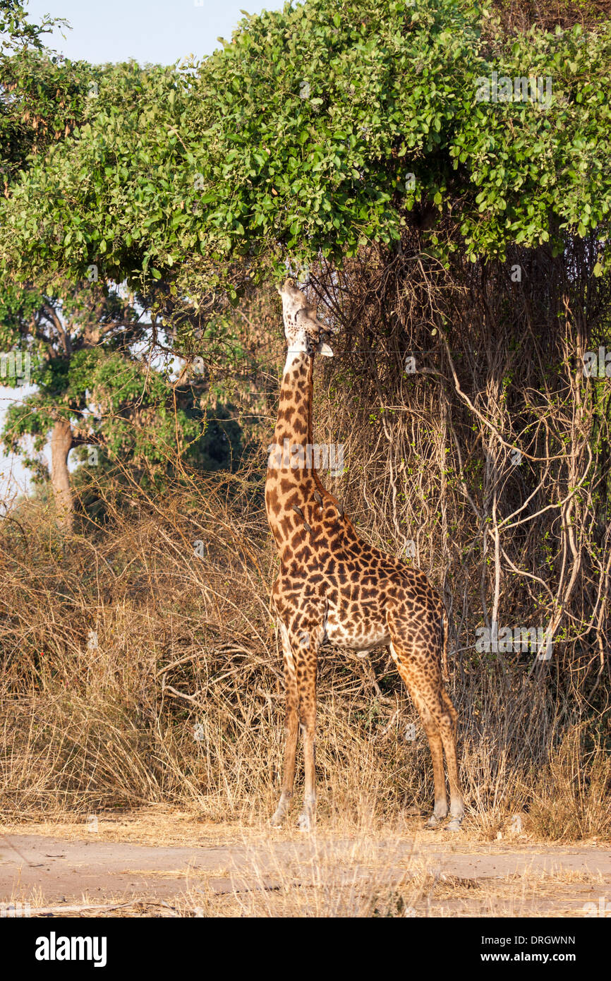 Giraffe feeding in Ruaha Tanzania Africa Stock Photo - Alamy