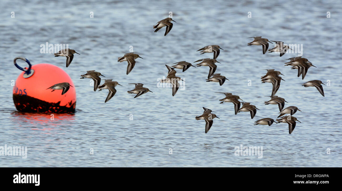 Dunlin in flight hi-res stock photography and images - Alamy