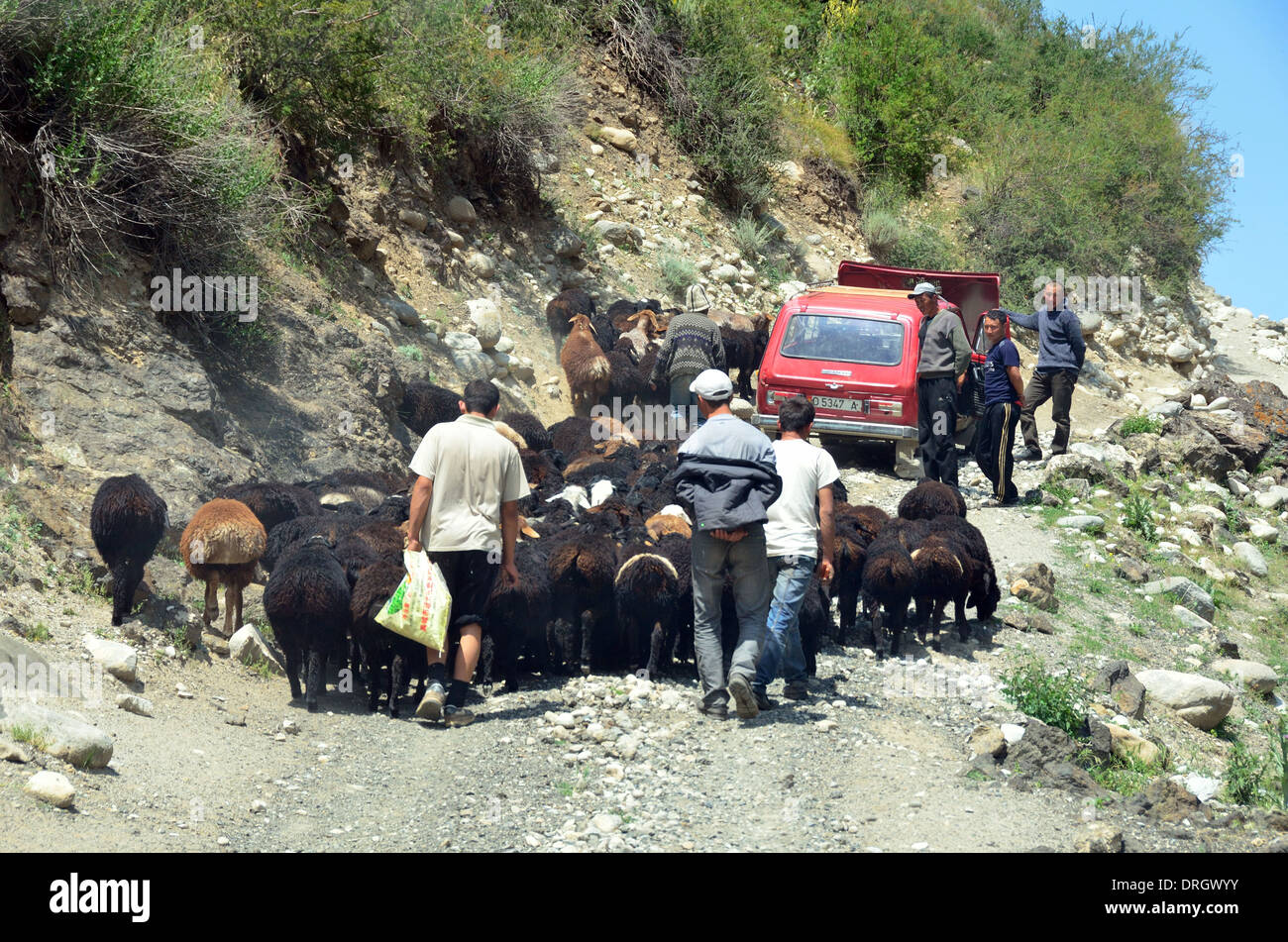 Sheep traffic jam hi-res stock photography and images - Alamy