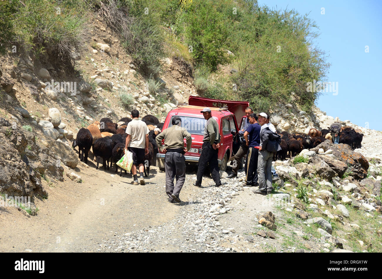 Sheep traffic jam on a mountain road in Southern Kyrgyztan Stock Photo ...