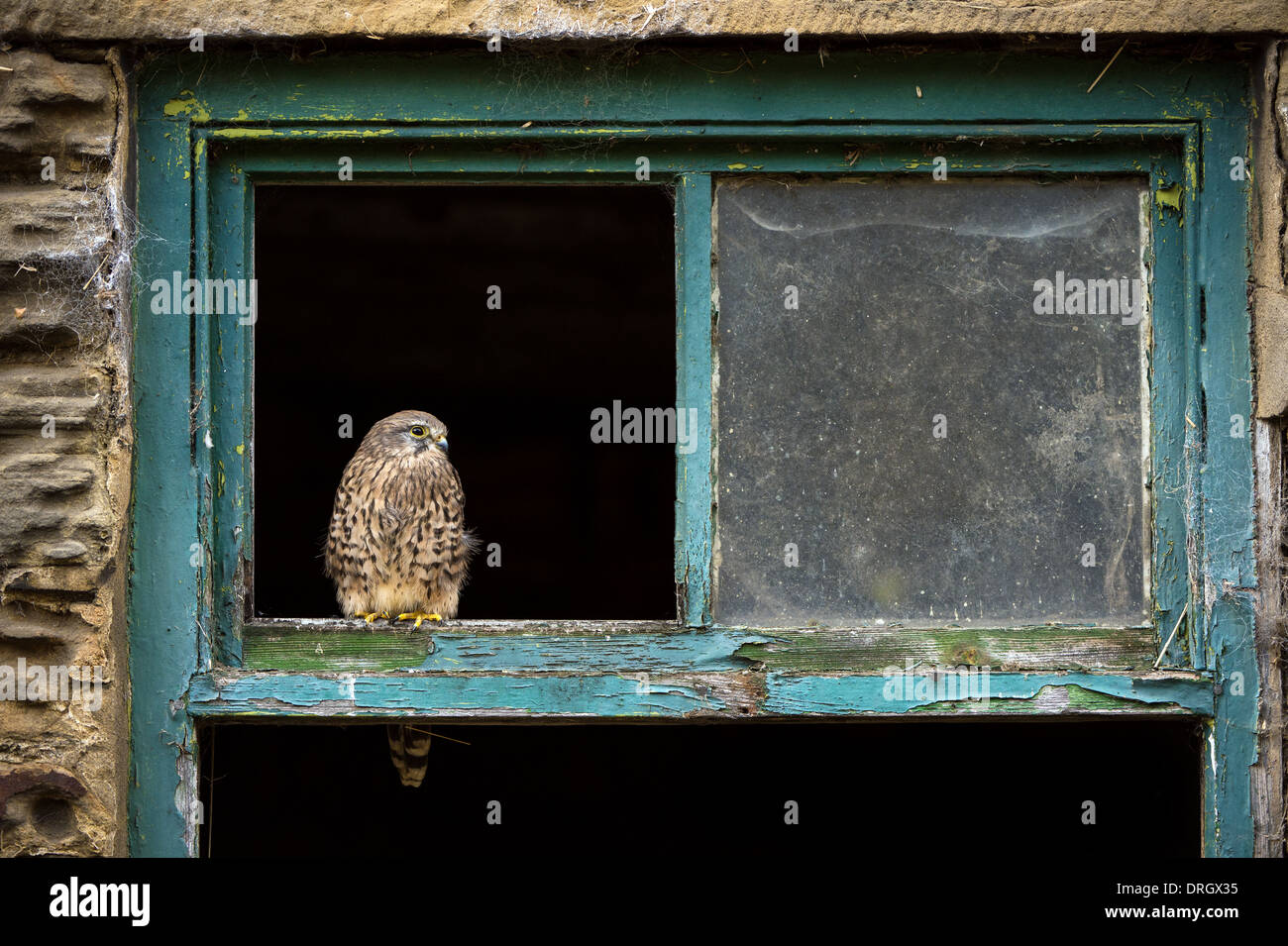 Kestrel plumage hi-res stock photography and images - Alamy