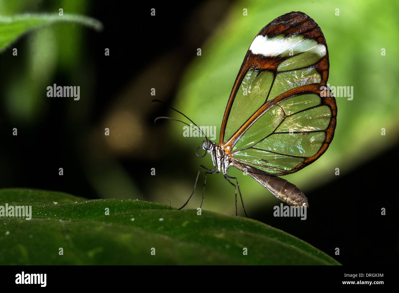 Flutter wing hi-res stock photography and images - Alamy