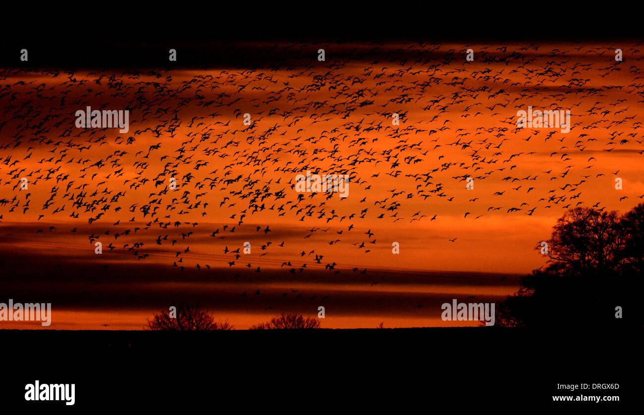 Sunset over North Norfolk in the winter with a large flock of geese ...