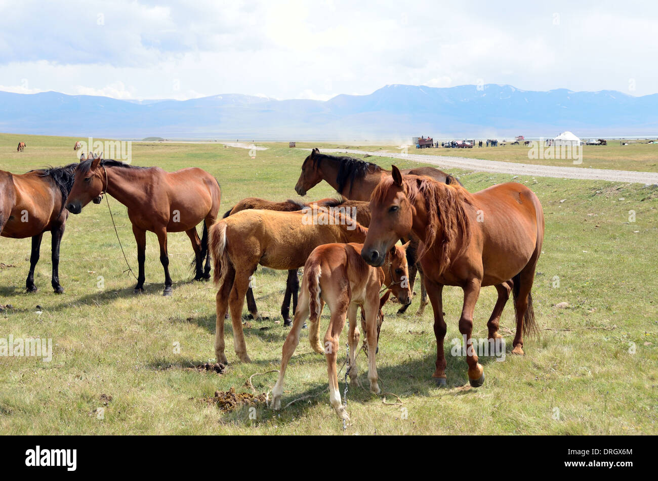 Kyrgystan nomad horse hi-res stock photography and images - Alamy