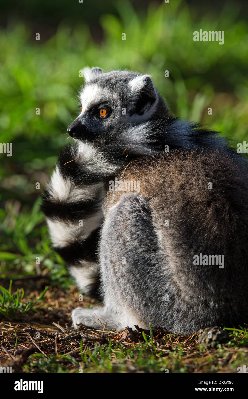 Ring Tailed Lemur Stock Photo - Alamy