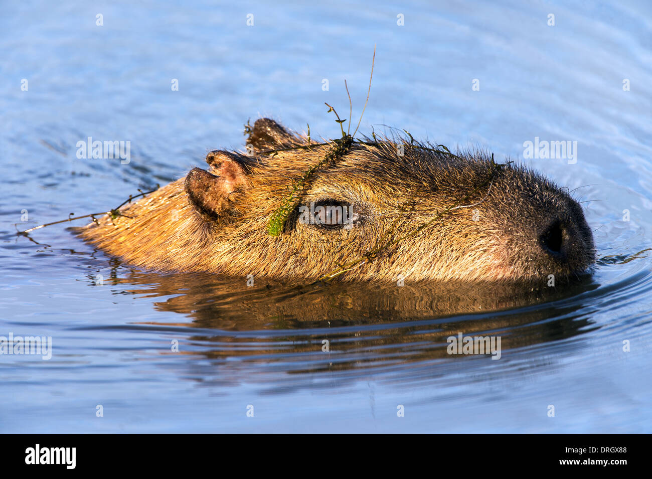 Capybara animal hi-res stock photography and images - Alamy