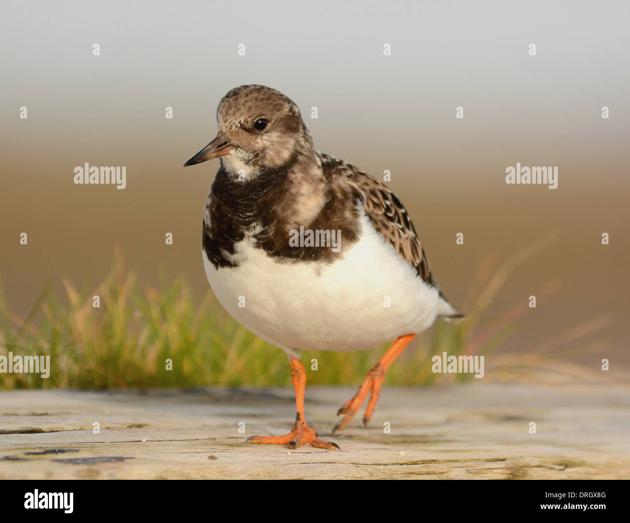 Turnstone arenaria interpres in winter plumage hi-res stock photography ...