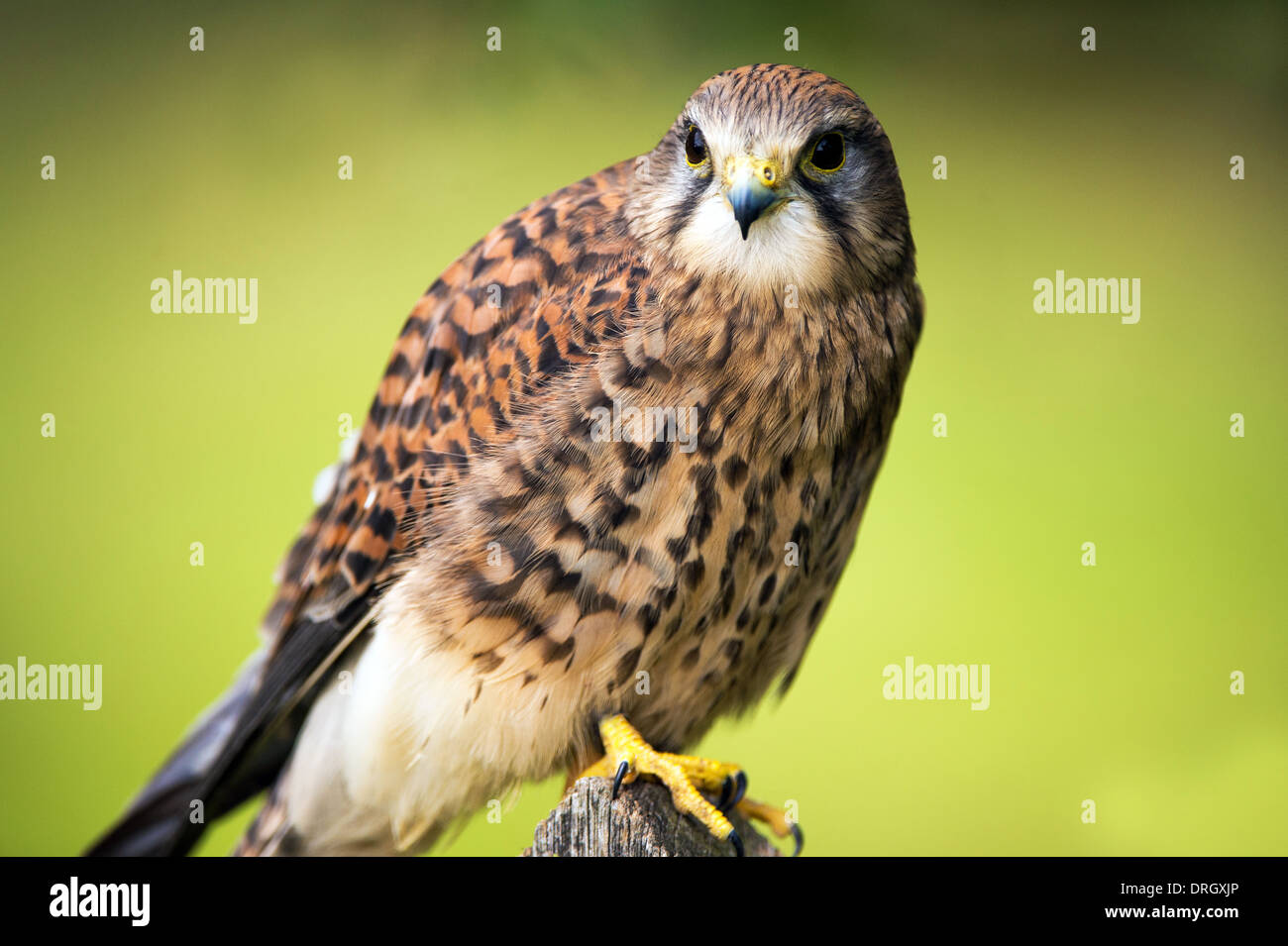Kestrel plumage hi-res stock photography and images - Alamy
