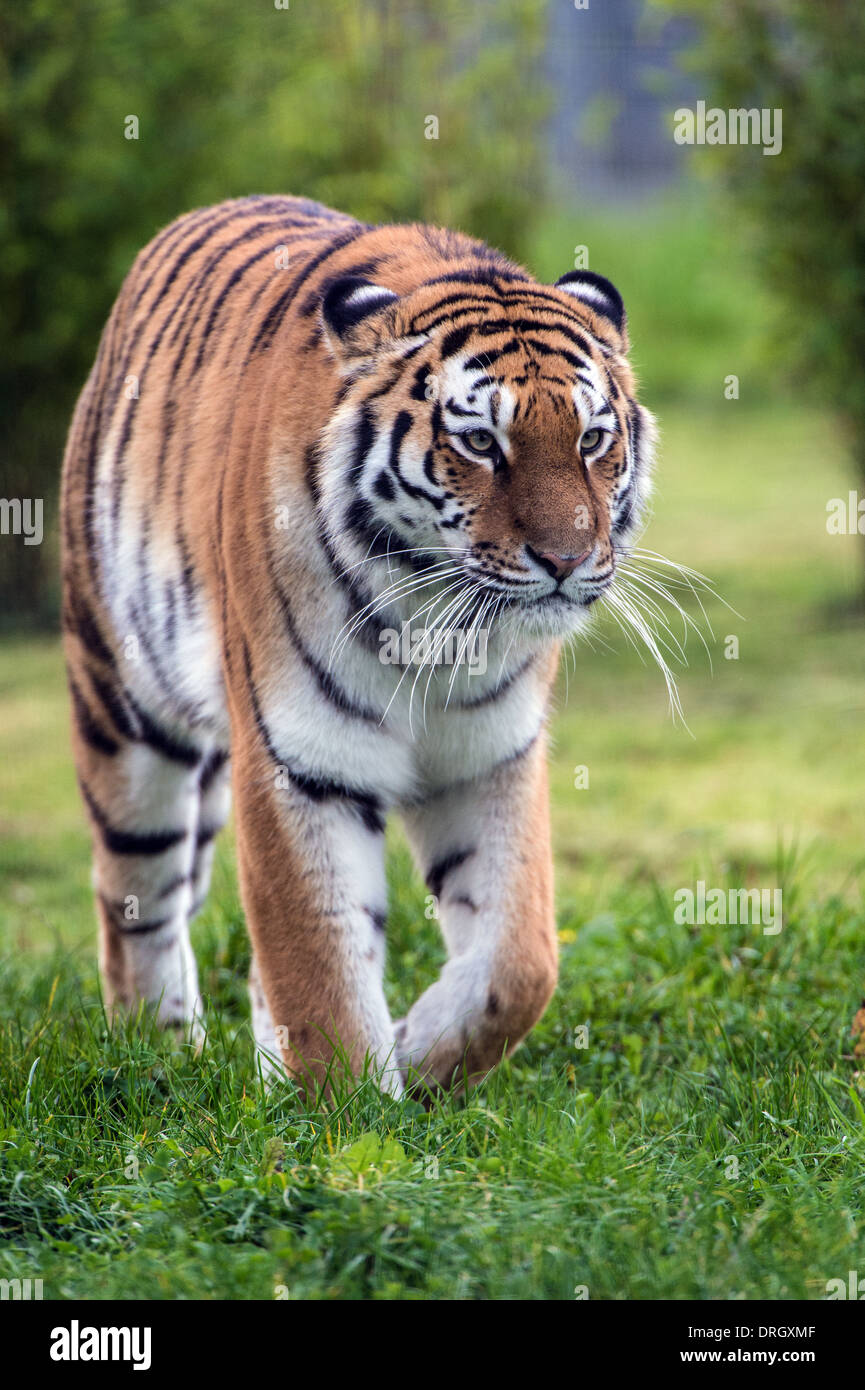 Tiger prowess hi-res stock photography and images - Alamy