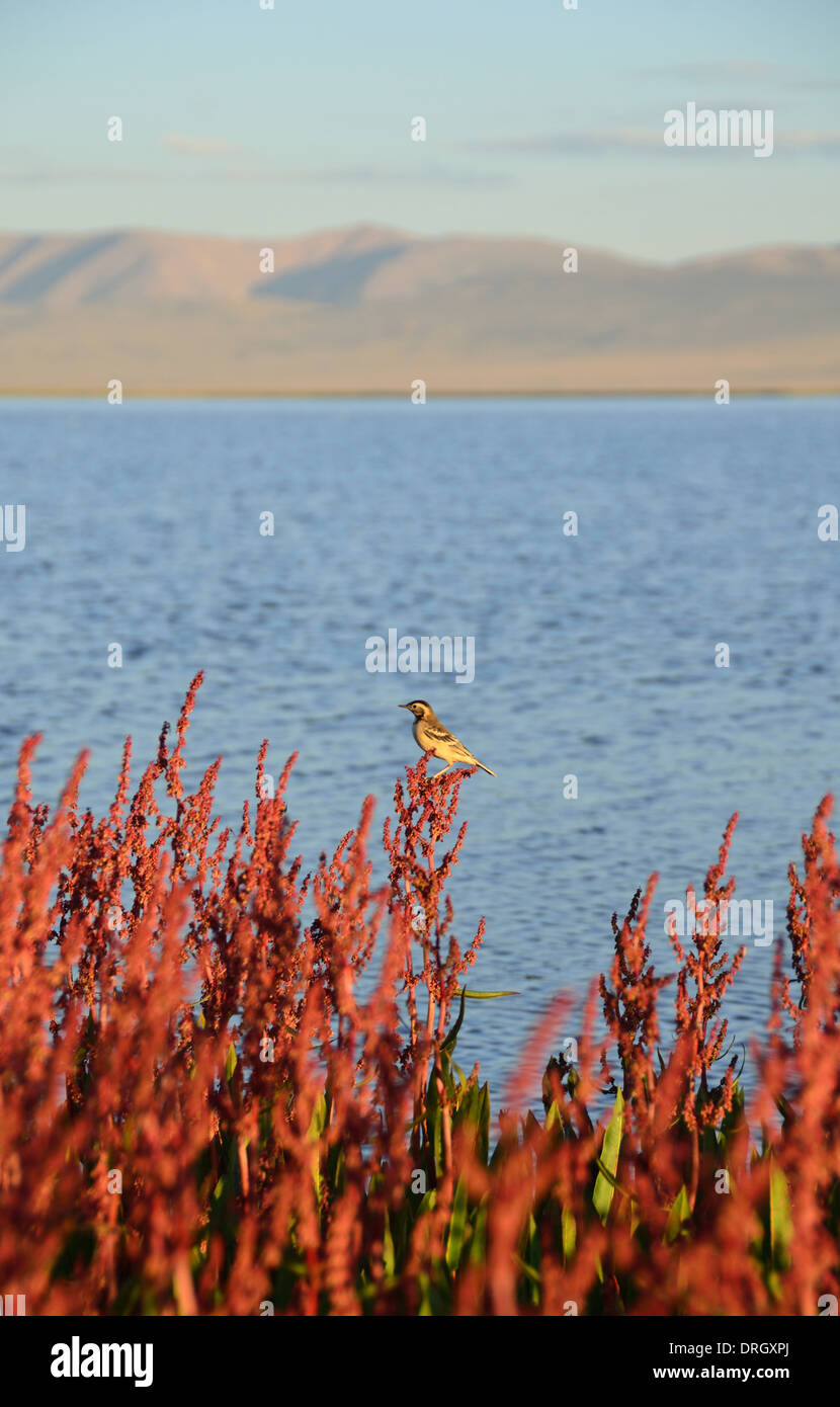 Son kul lake hi-res stock photography and images - Alamy