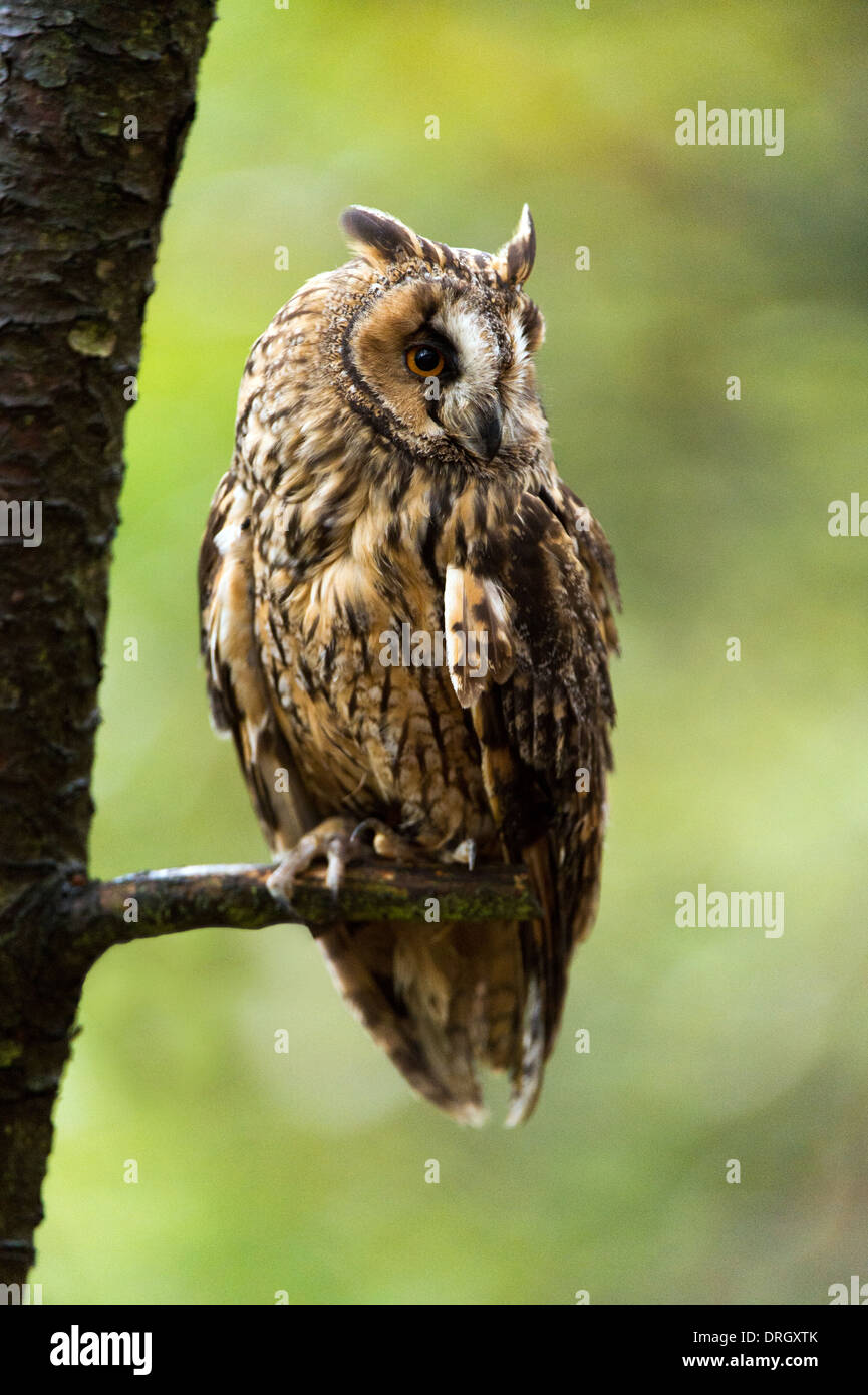 Long Eared Owl Stock Photo - Alamy
