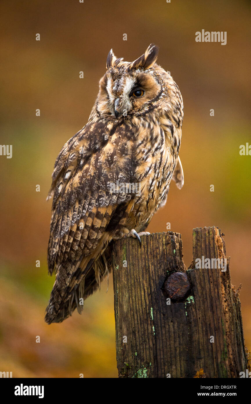 Long Eared Owl Stock Photo - Alamy