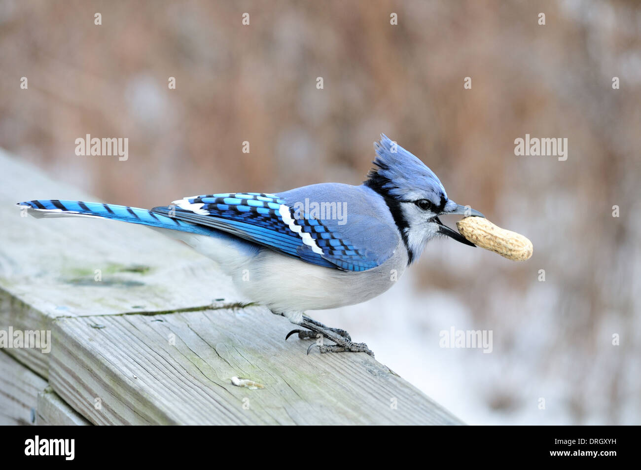 A blue jay perched on a wooden rail with a peanut in its beak Stock ...