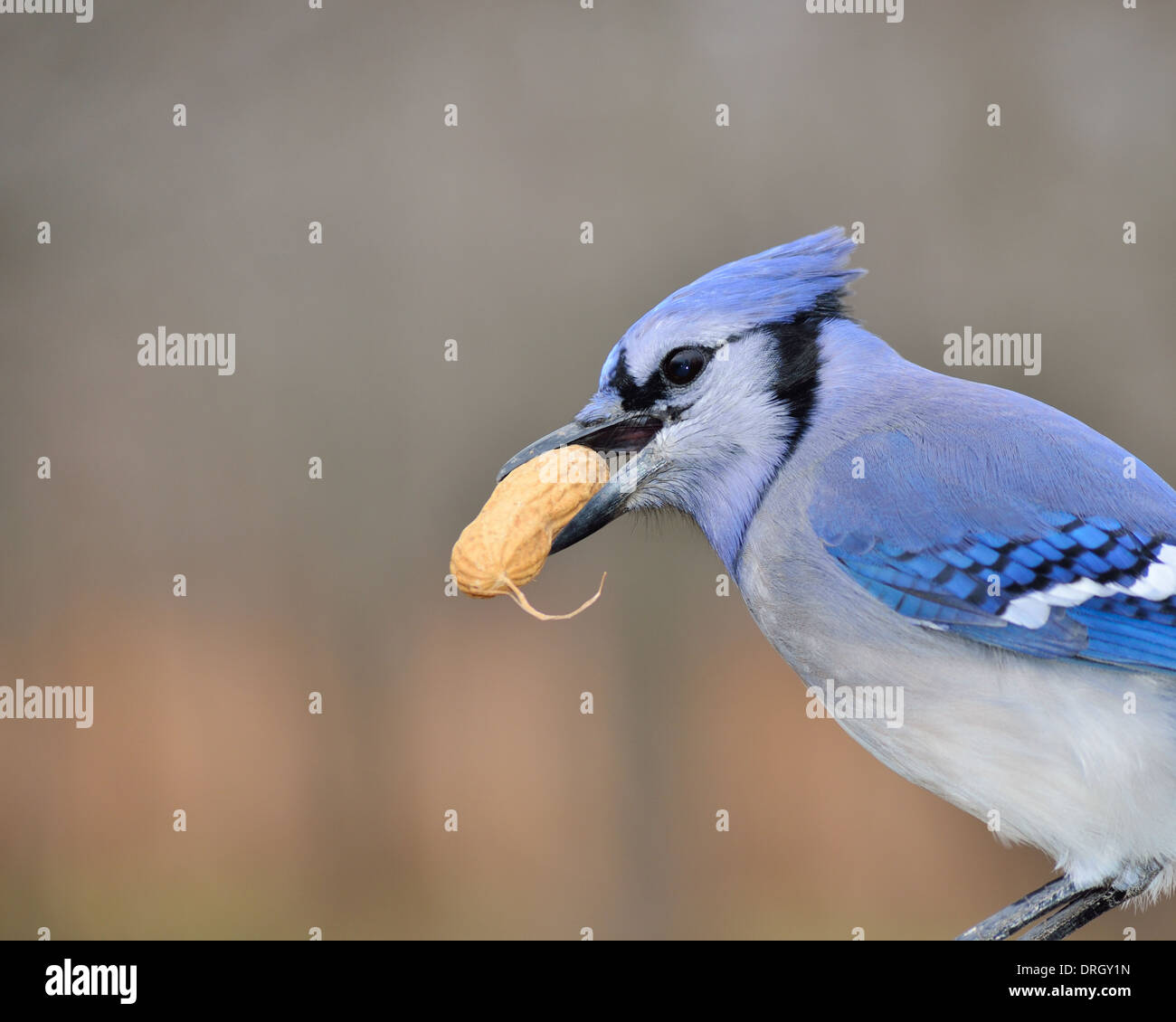 Closeup of a blue jay with a peanut in his beak Stock Photo - Alamy