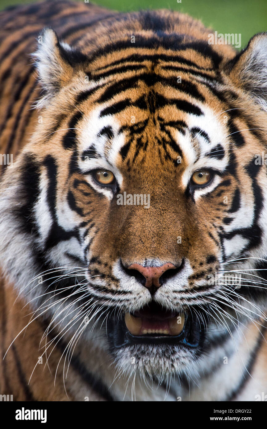 Siberian amur hi-res stock photography and images - Alamy