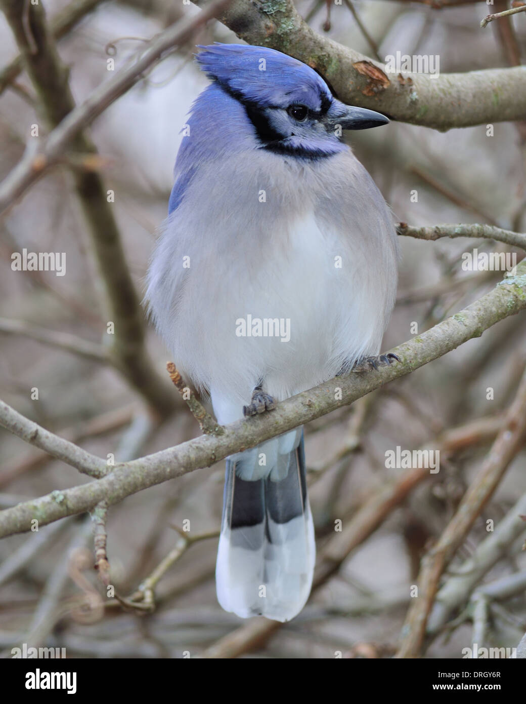 Blue jay tree hi-res stock photography and images - Alamy