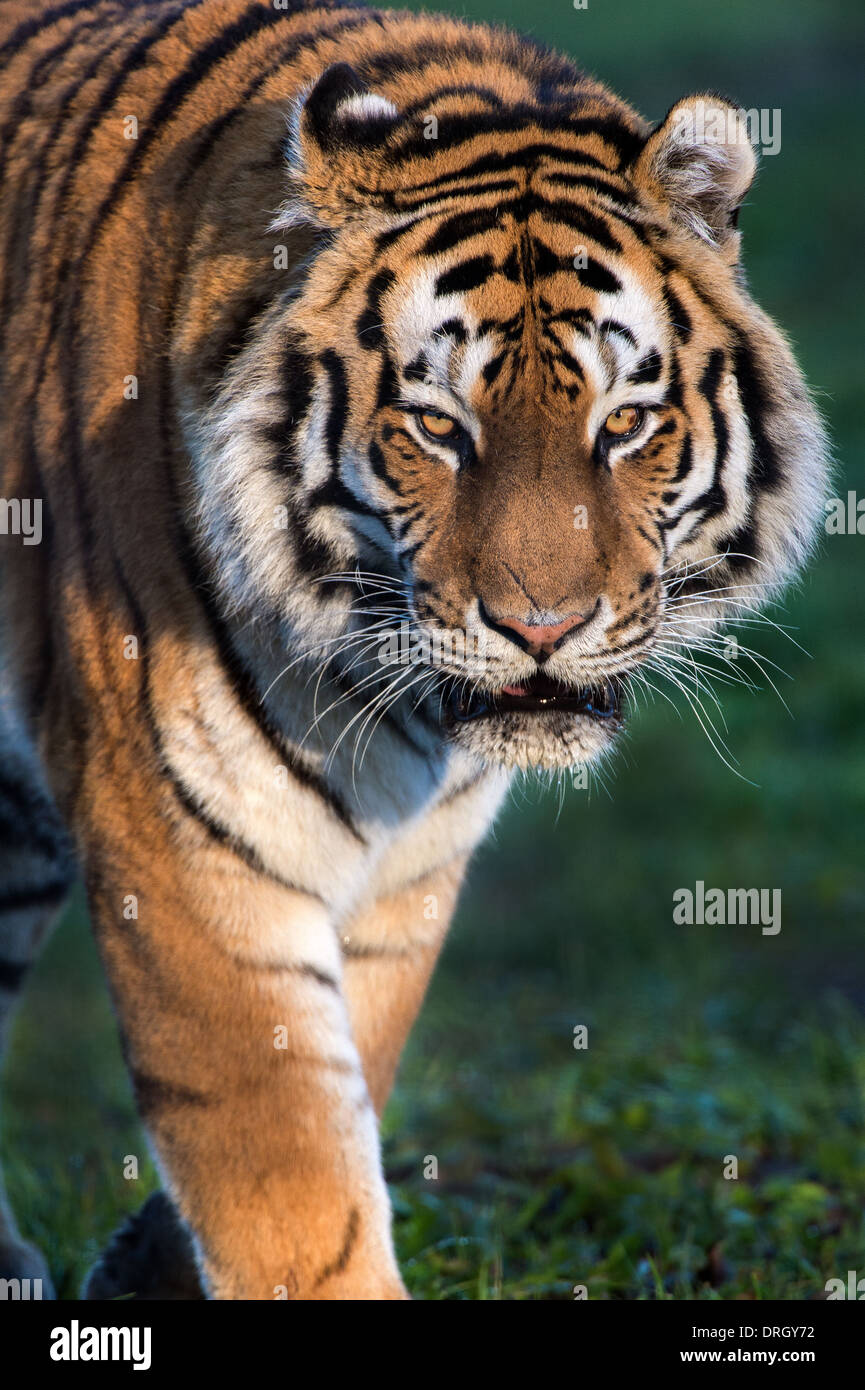 Amur siberian tiger hi-res stock photography and images - Alamy