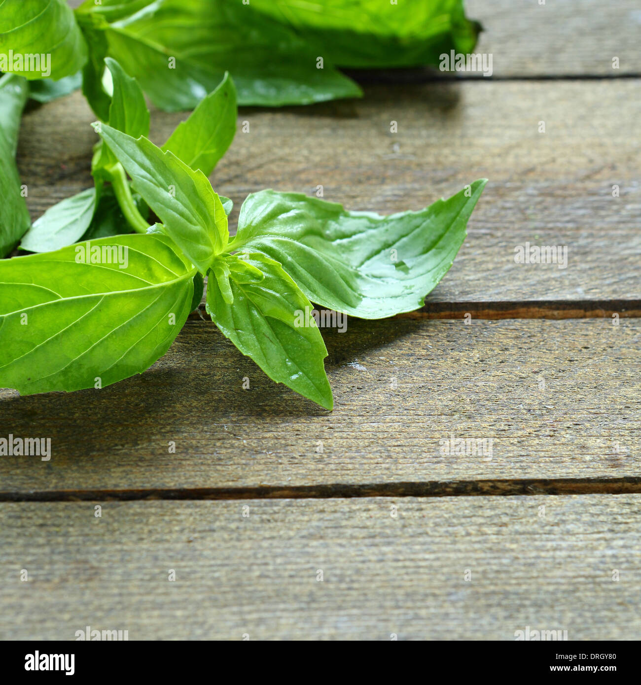 Lemon basil hi-res stock photography and images - Alamy