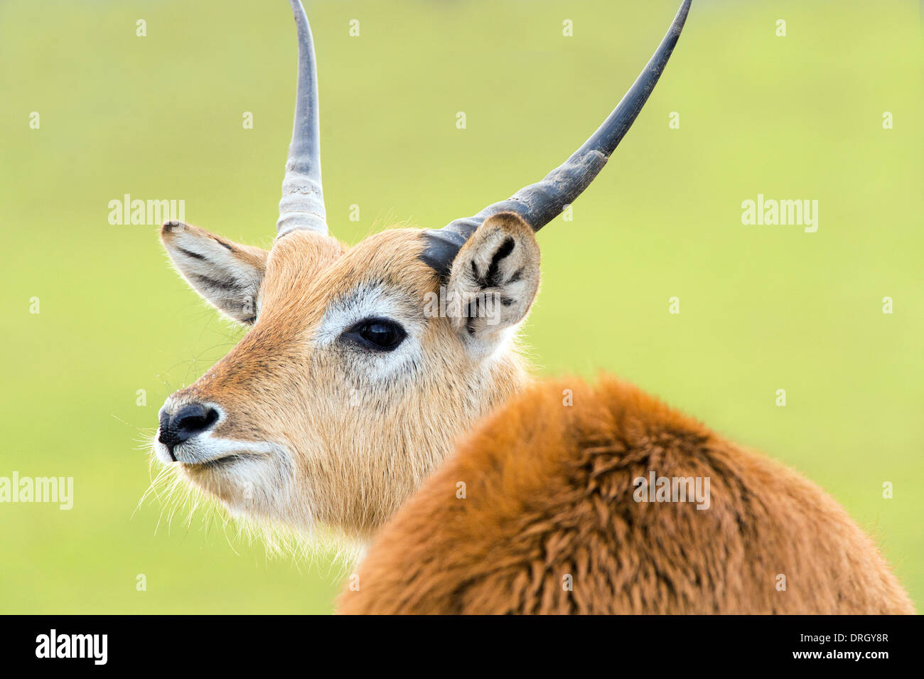 Kafue Flats Lechwe Stock Photo - Alamy