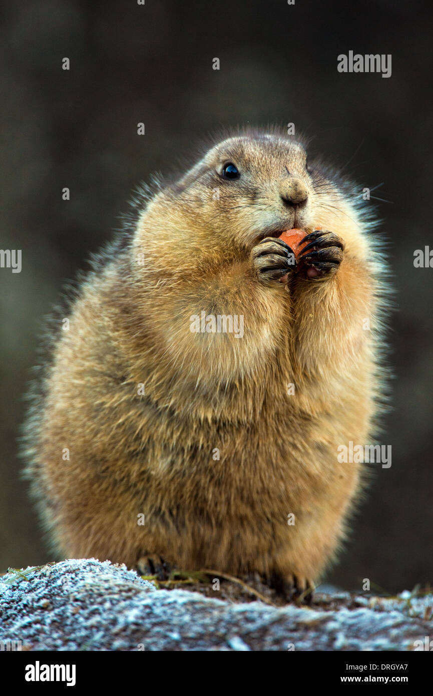 Timid creature hi-res stock photography and images - Alamy