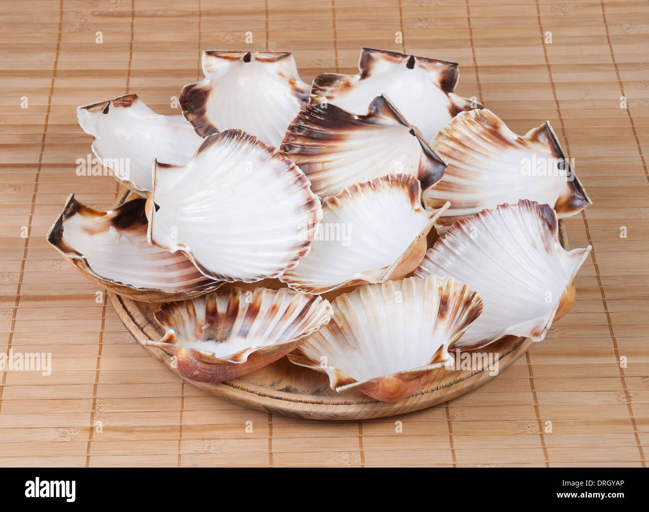Scallop sea shells hi-res stock photography and images - Alamy