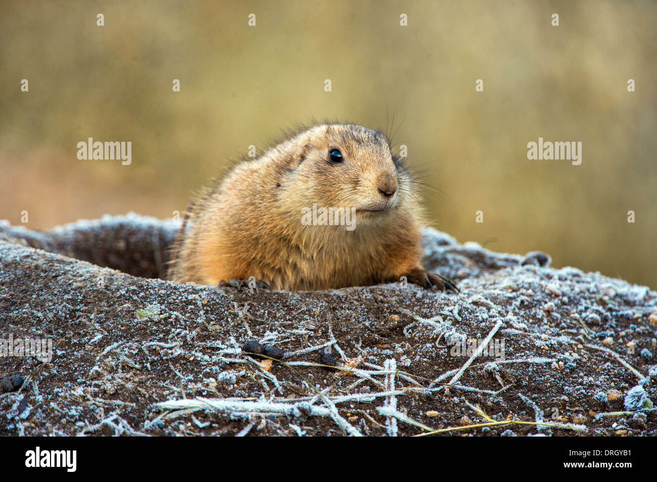 Timid creature hi-res stock photography and images - Alamy