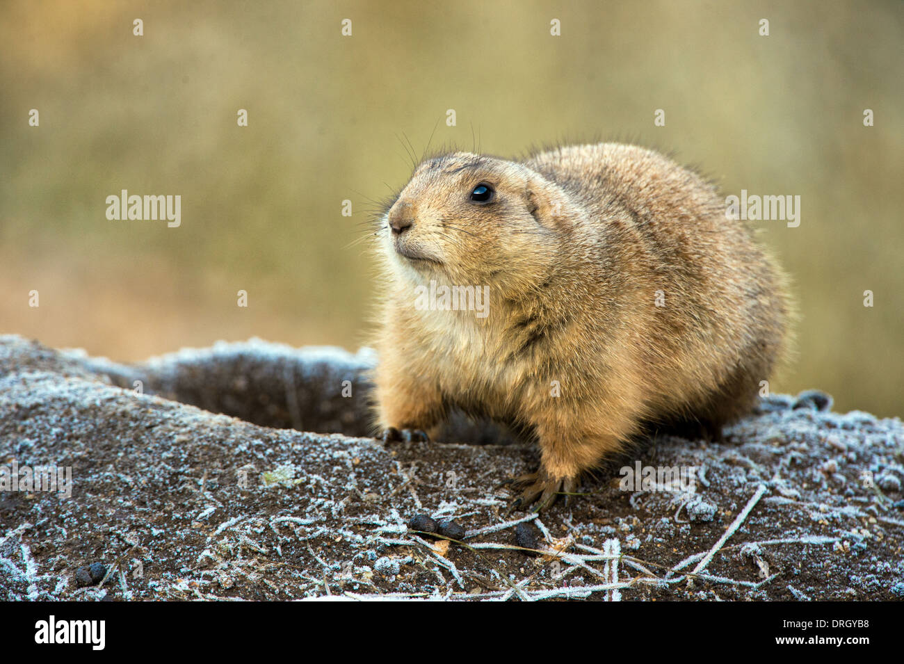 Timid creature hi-res stock photography and images - Alamy