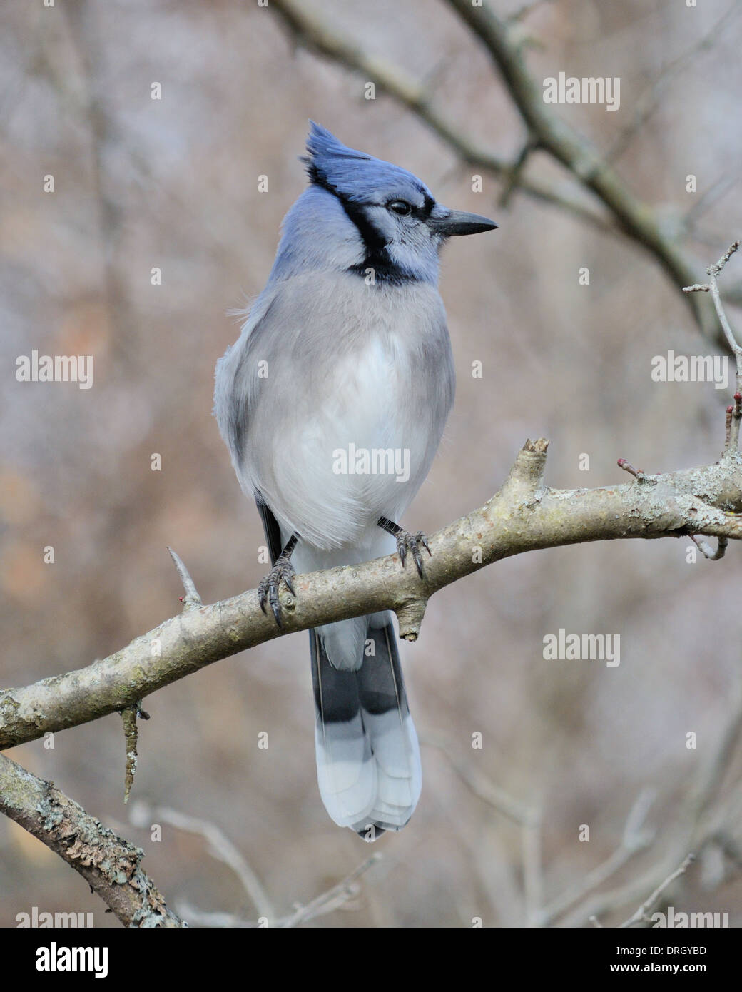 A blue jay perched on a tree branch Stock Photo - Alamy