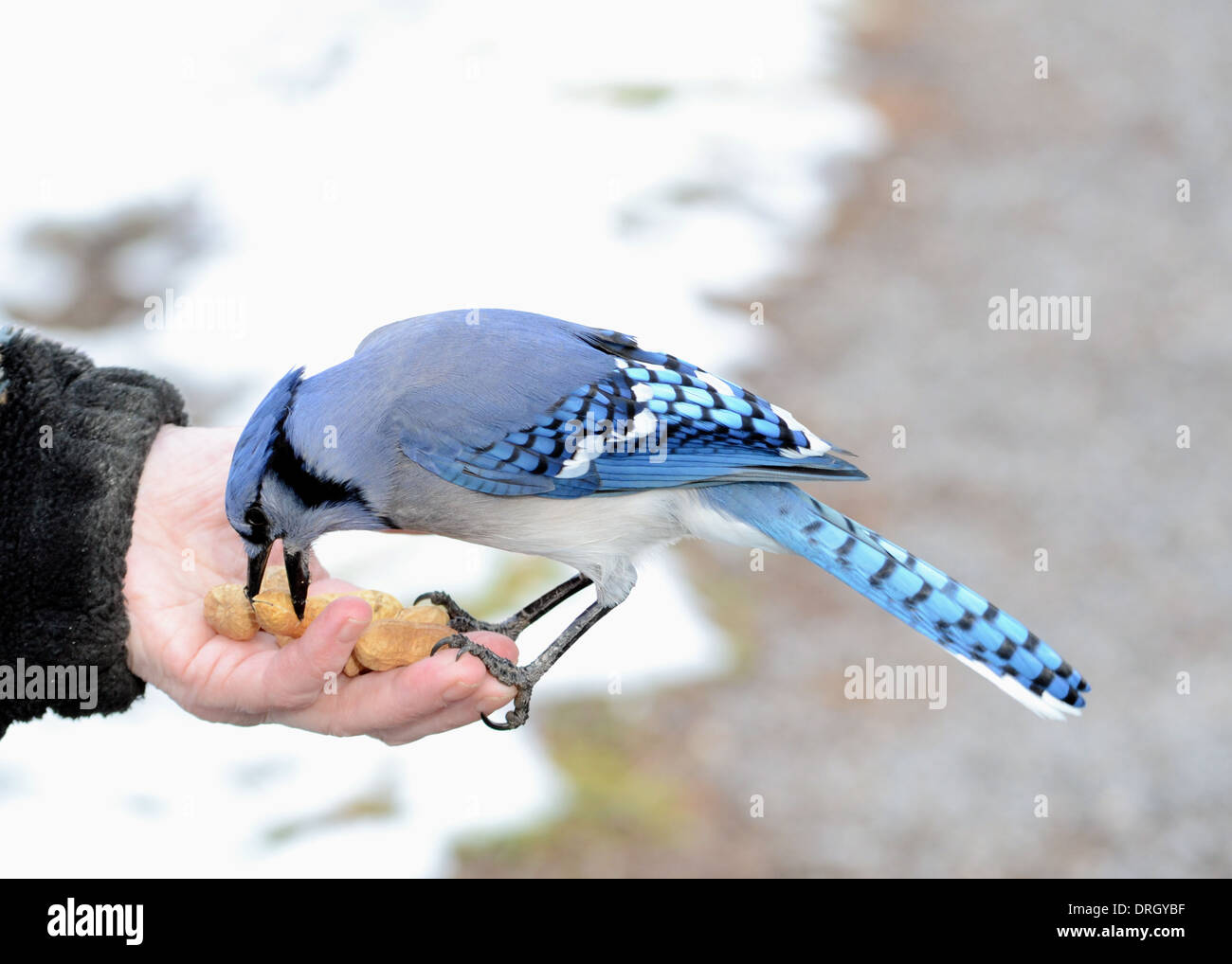 A blue jay perched on a hand eating peanuts Stock Photo - Alamy