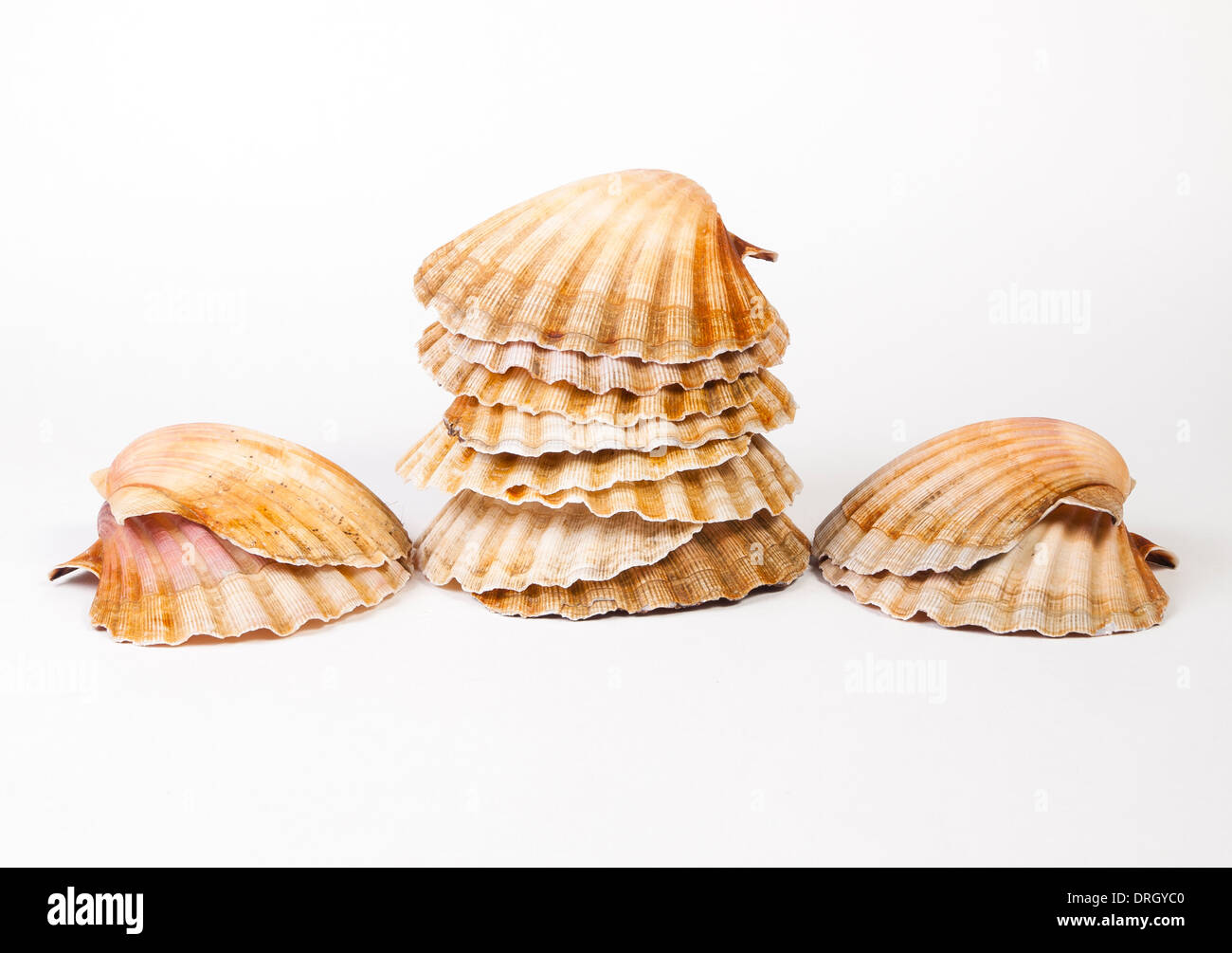 Scallops stacked and isolated on white background in a studio shot ...
