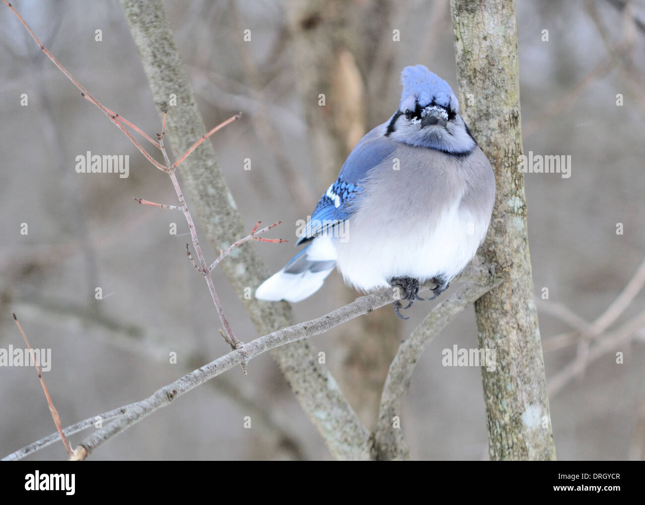 A blue jay perched on a tree branch Stock Photo - Alamy