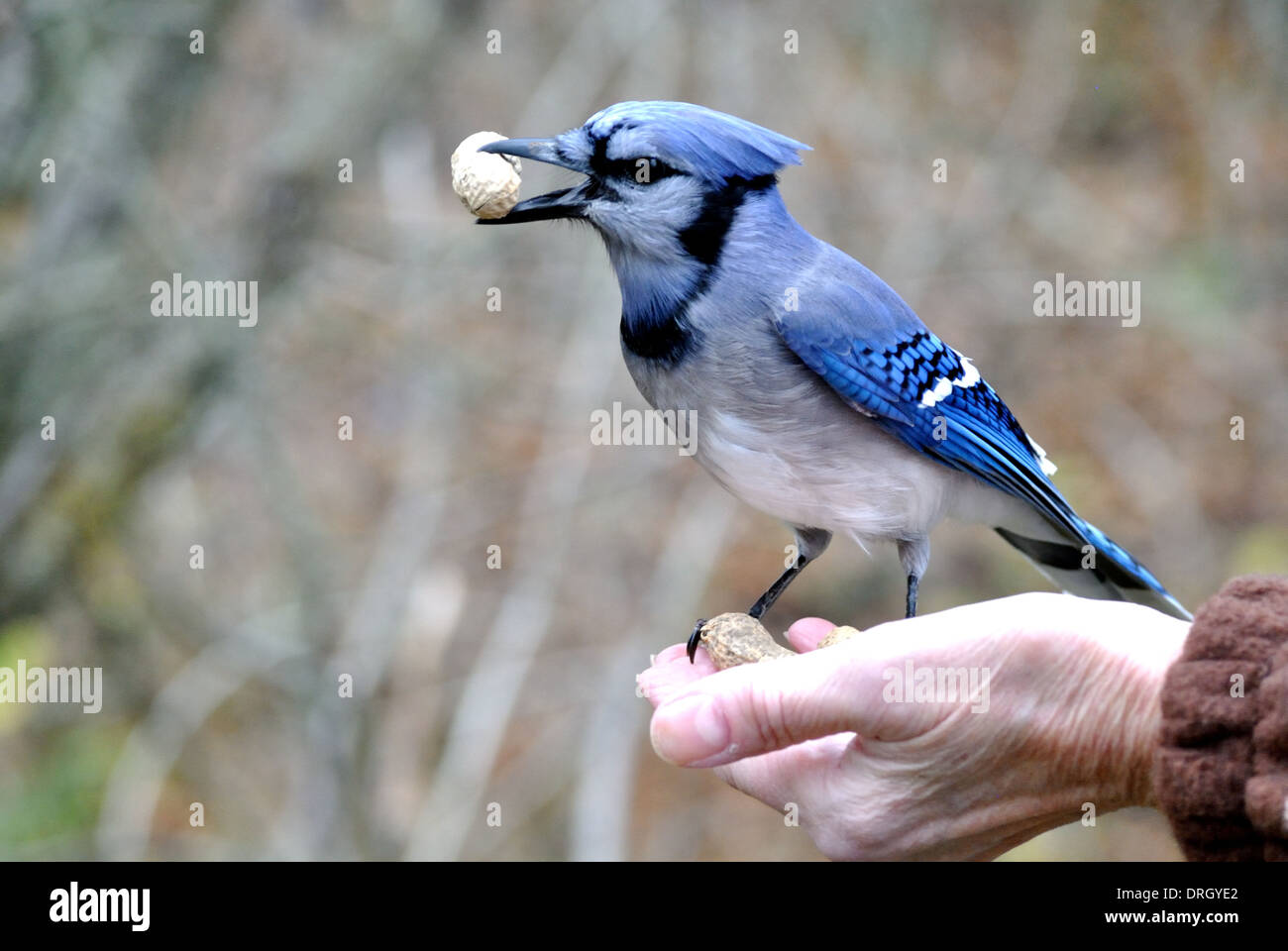 Blue Jay perched on a hand eating peanuts Stock Photo - Alamy