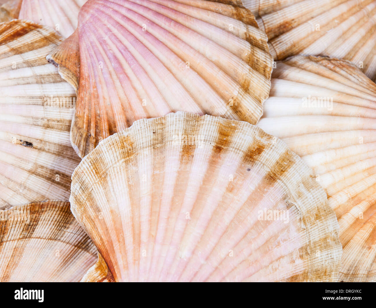 Shell scallops background in abstract composition Stock Photo - Alamy
