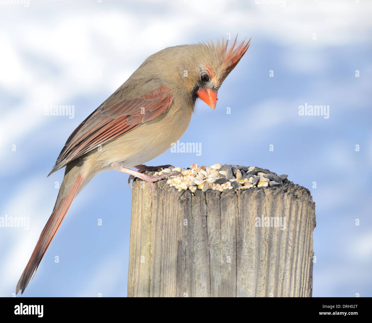 Female cardinal bird hi-res stock photography and images - Alamy