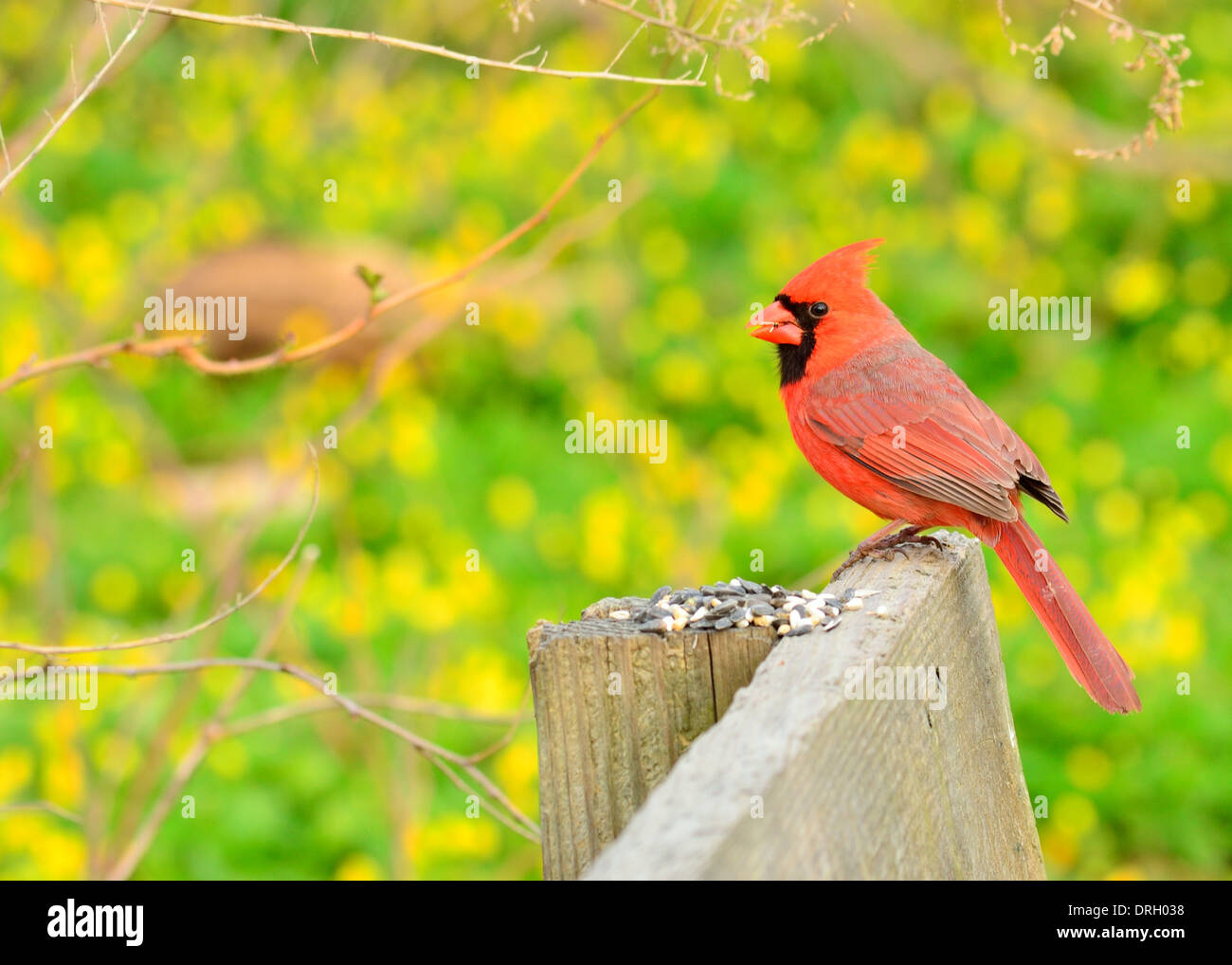 Male Cardinal perched on a fence with bird seed Stock Photo - Alamy