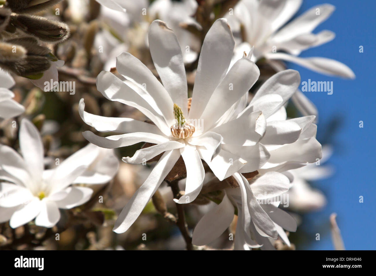 Magnolia stellata, buds and flowers of Star magnolias in the formal ...