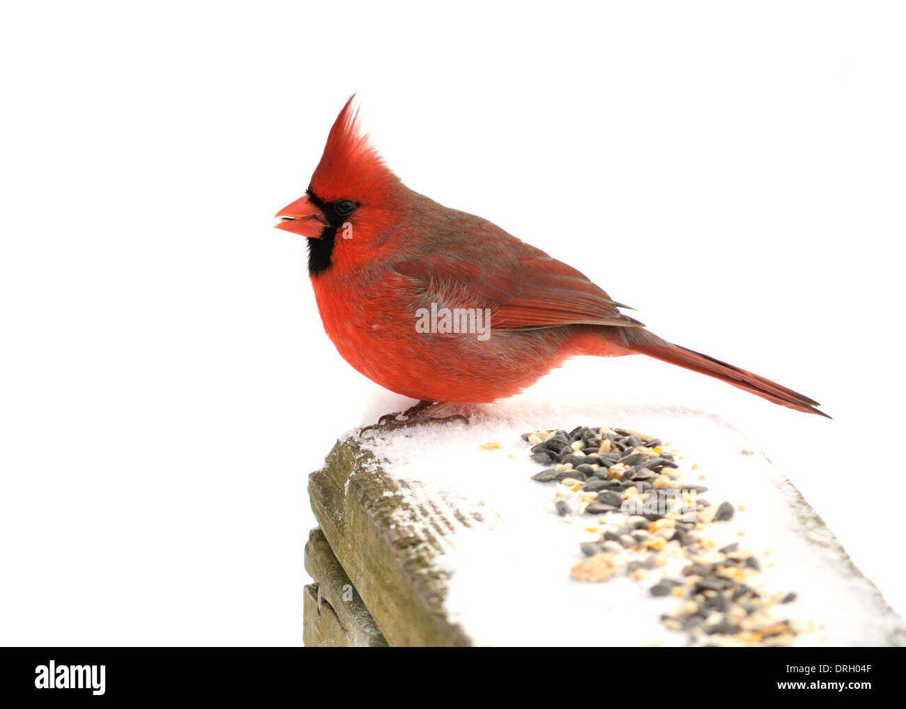 Cardinal bird on a fence hi-res stock photography and images - Alamy