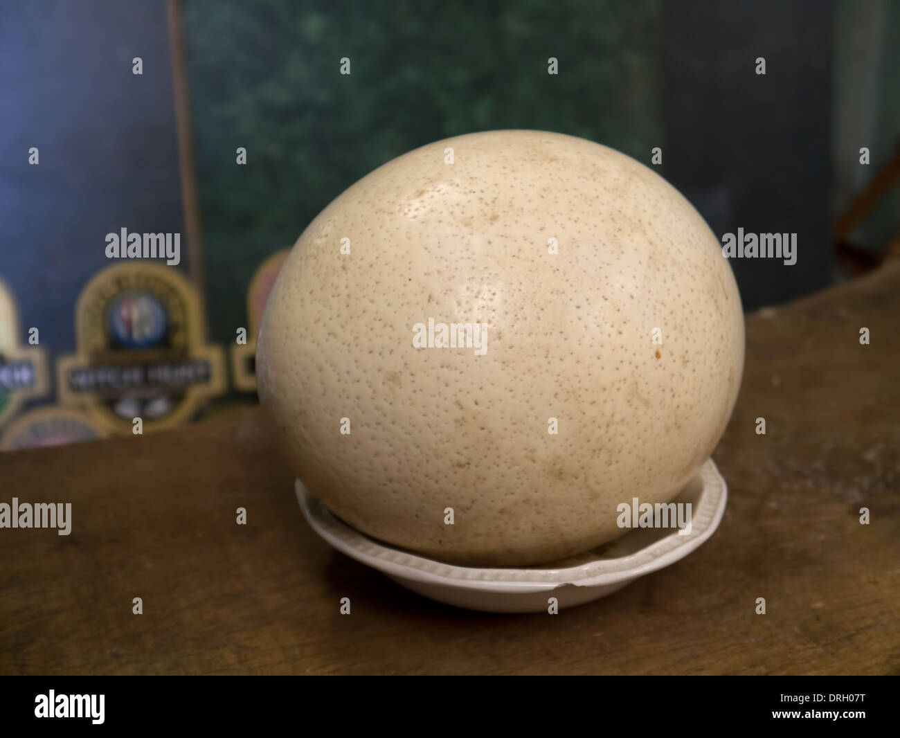 Ostrich reproduction hi-res stock photography and images - Alamy