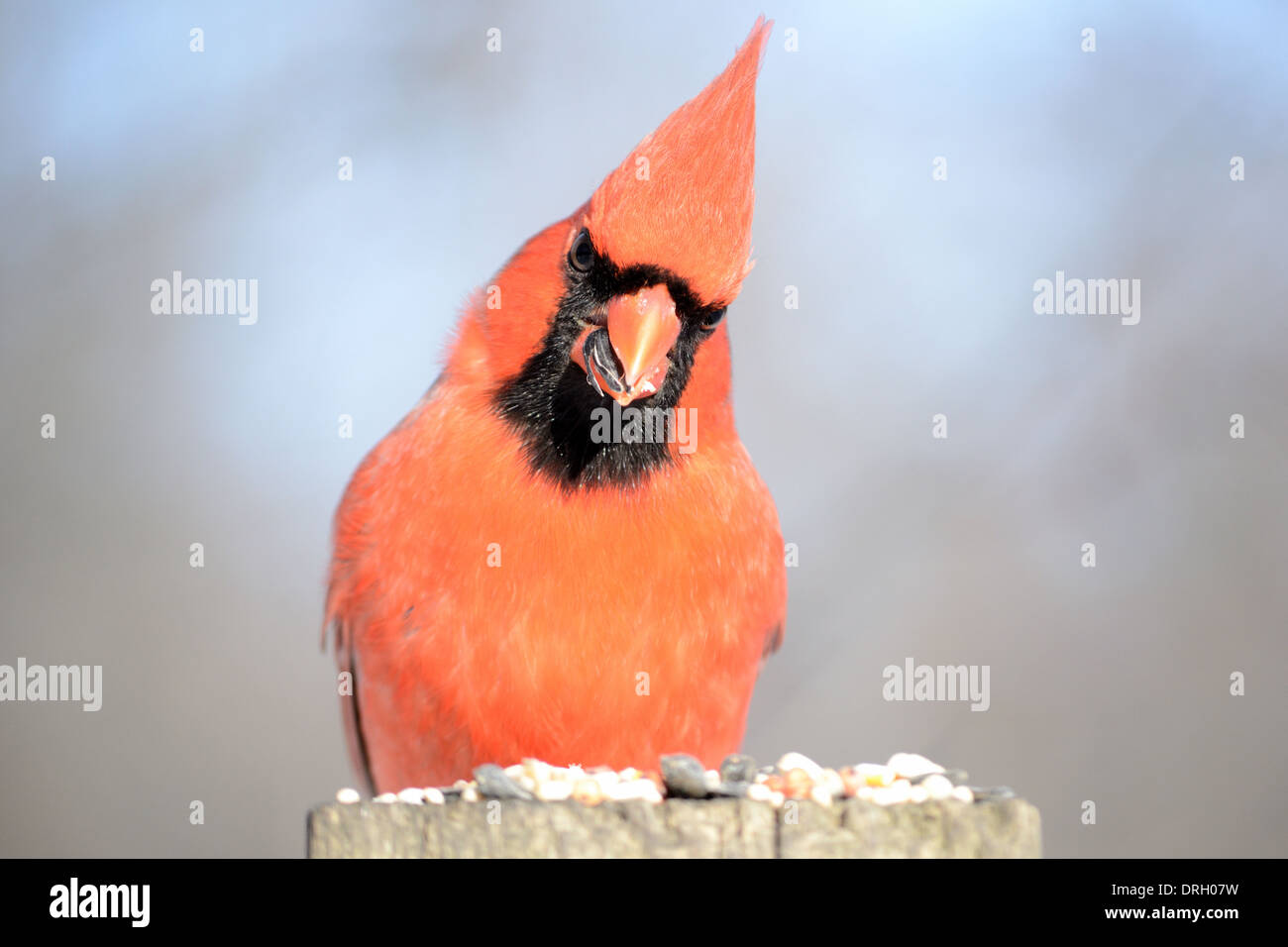 Cardinal eating seed hi-res stock photography and images - Alamy