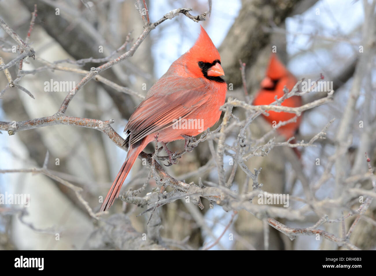 Male cardinal on branch hi-res stock photography and images - Alamy